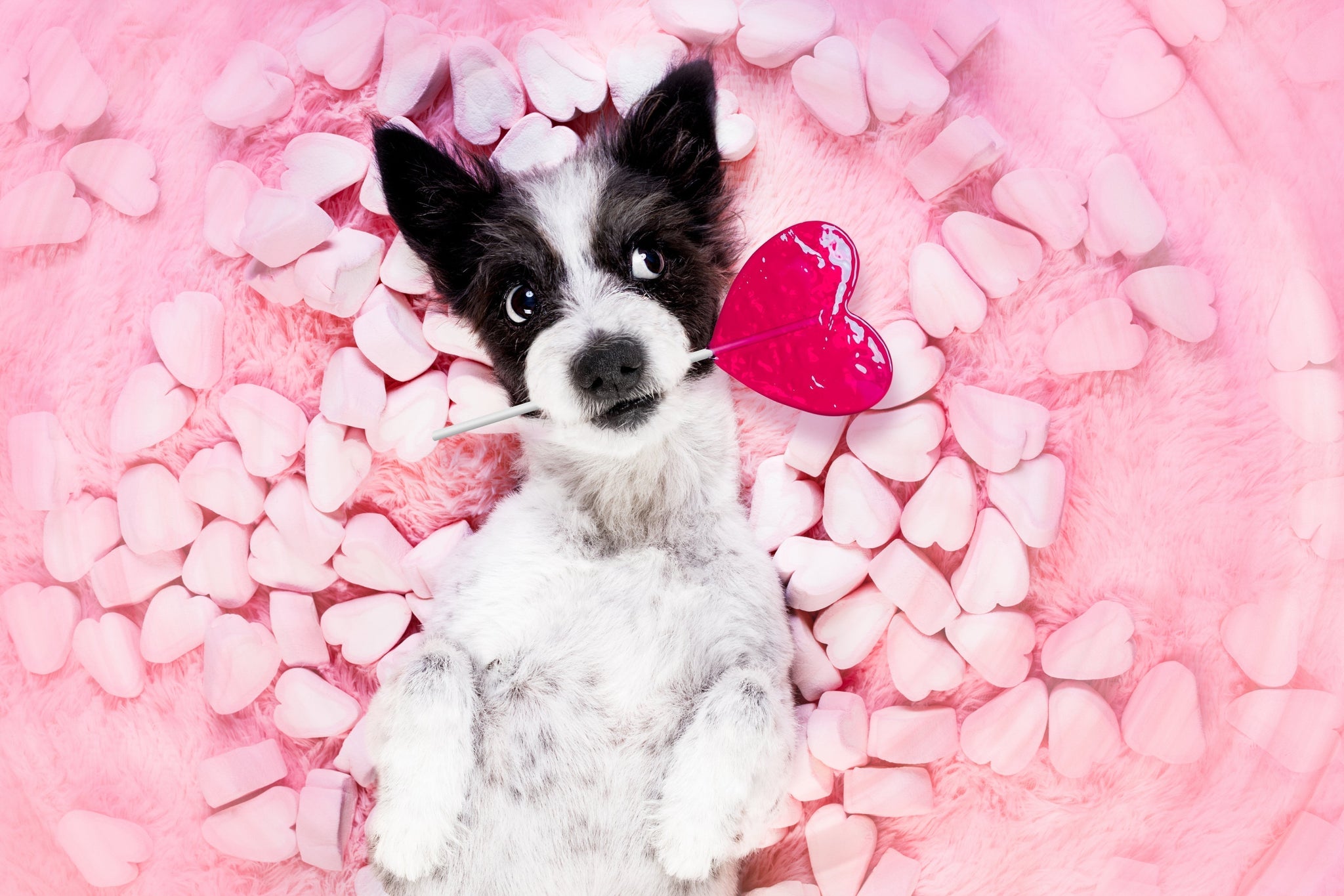 Best Fun Toys for Dogs | Valentine’s Day Gifts for Every Pup