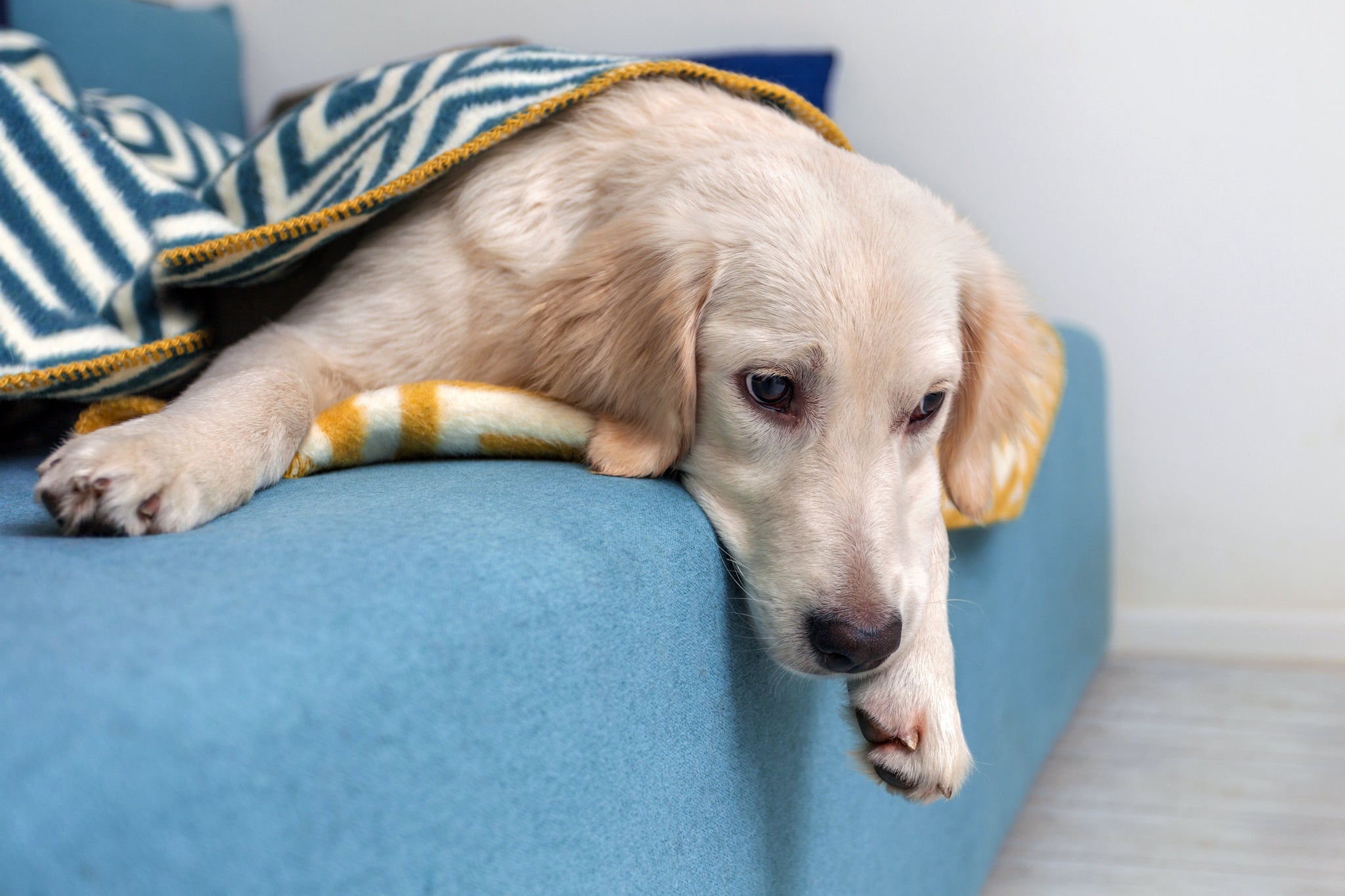 Is Your Furry Friend Feeling Blue? Let’s Cheer Them Up!