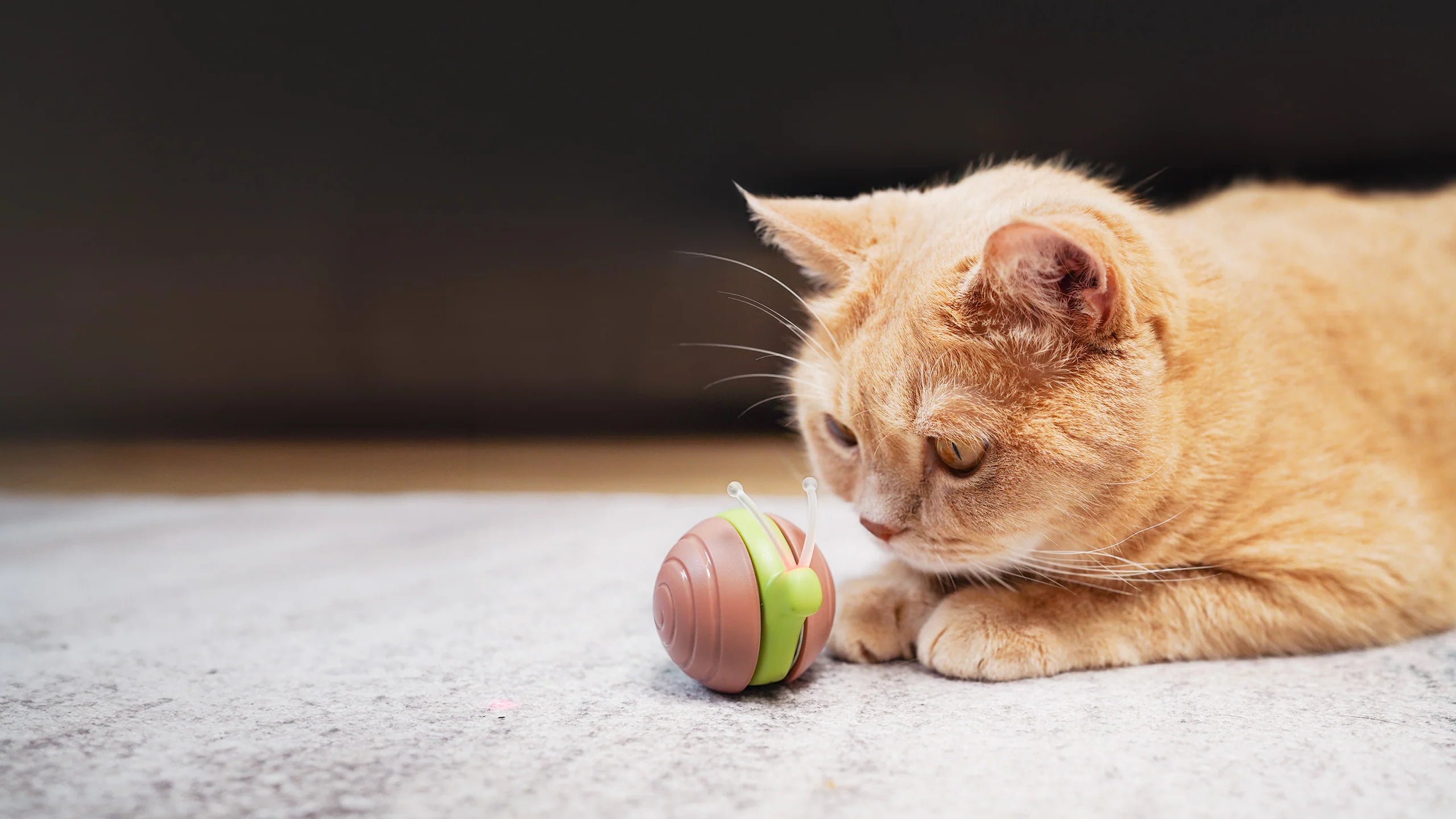 Cheerble - Innovative Pet Products