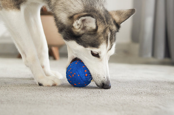 Wicked Dog Toys Air Series