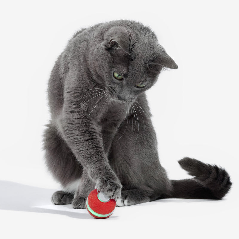 Cheerble Ball M1: Cat's Best Friend! | Playtime!
