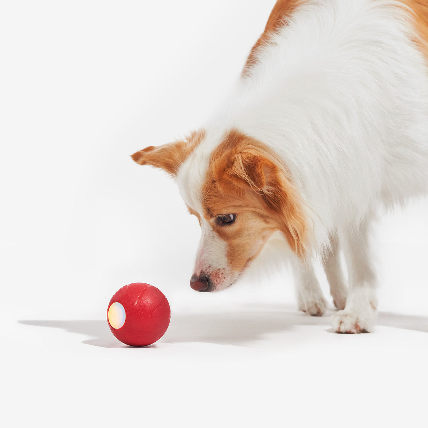 Wicked Ball PE: Smart Dog Toy for Fun | Playtime