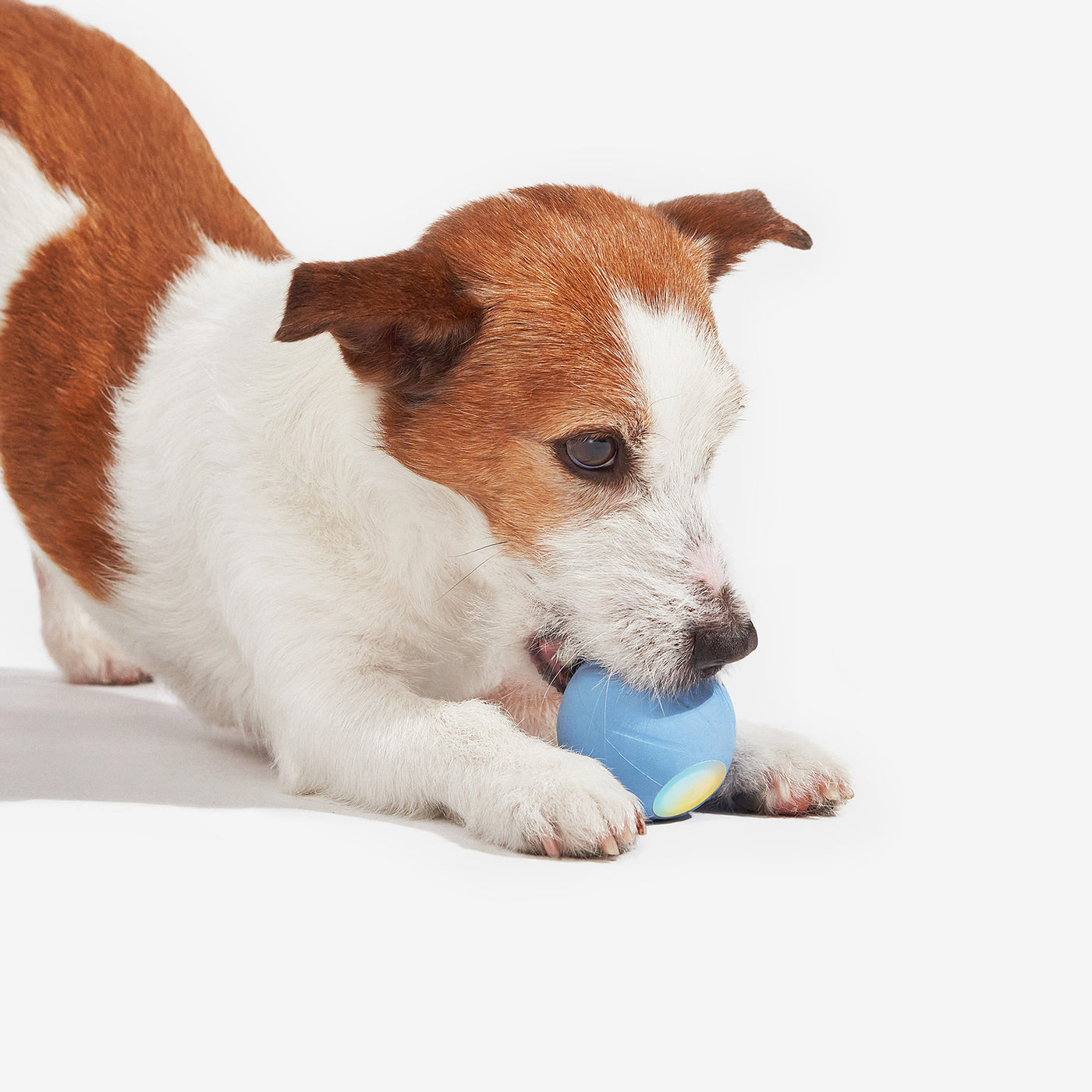 Wicked Ball SE: Smart Dog Toy | Playtime Fun
