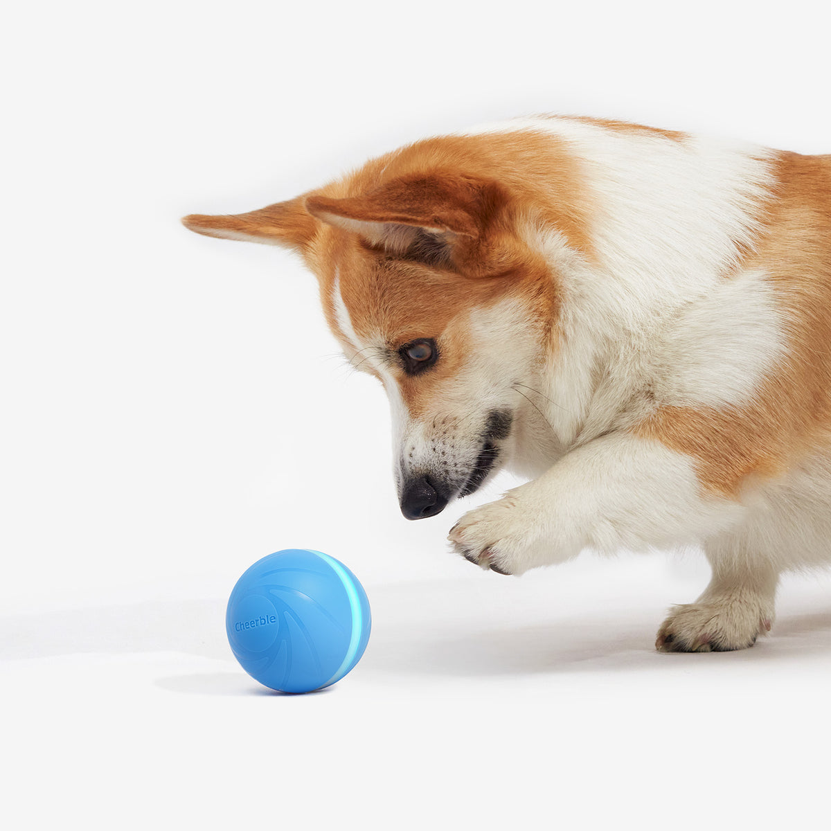 Cheerble Ball | Cheerble - Interactive Smart Ball for Cats