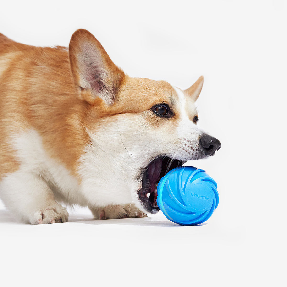 Wicked Ball: Automatic Pet Toy | Fun & Play!