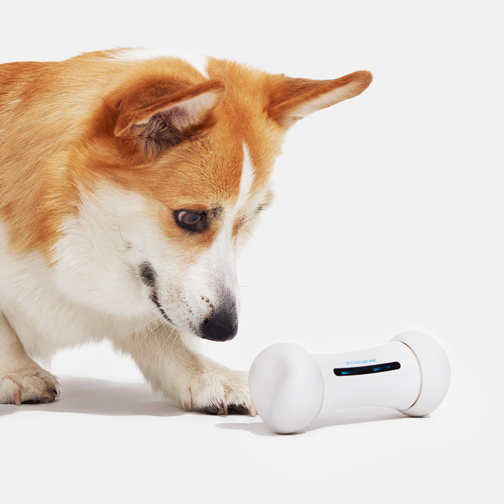 WickedBone | Cheerble - Smart Interactive Bone for Dogs