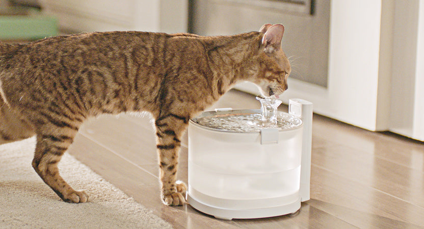 Pet Fountains | Fresh Water for Pets | Shop Now