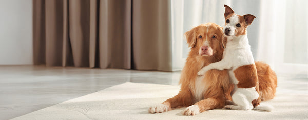 Cheerble - Smart Pet Products