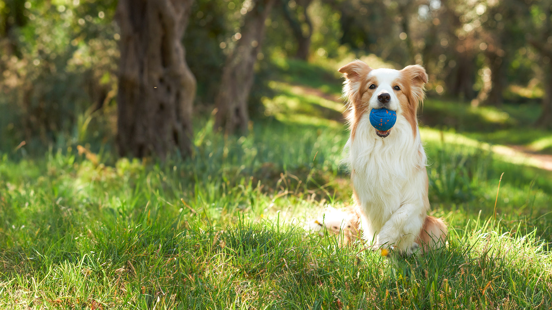 Cheerble - Smart Pet Products