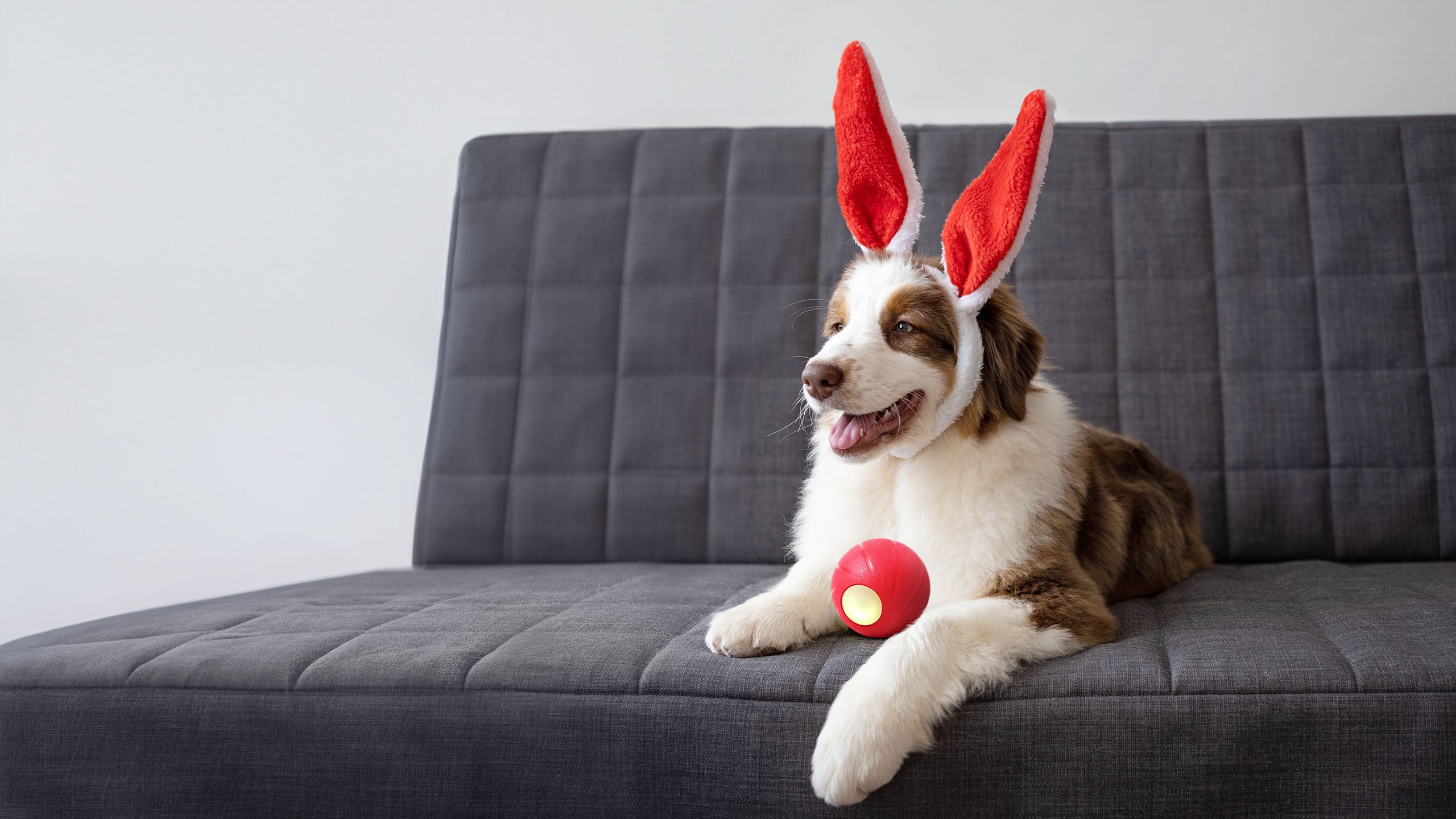 Cheerble - Smart Pet Products