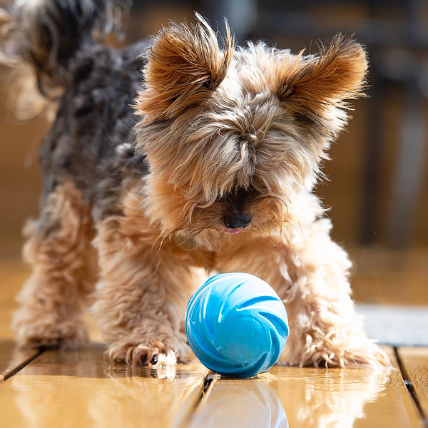 Wicked Ball: 100% Automatic & Interactive Ball for Your Pets