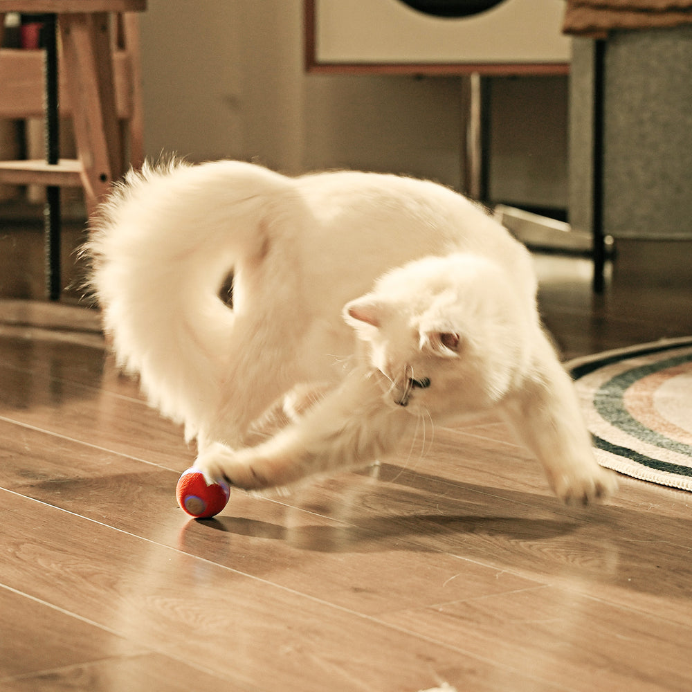 Wicked Ball M3 | Cheerble - Advanced Interactive Toy for Cats