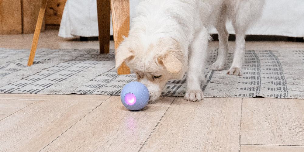 Wicked Ball PE: Smart Interactive Dog Toy for Medium & Large Breeds