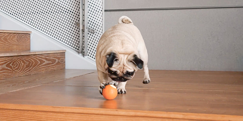 Wicked Ball SE: Smart Interactive Dog Toy for Small Breeds