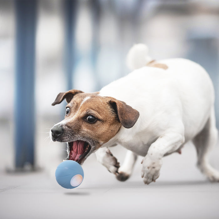 Wicked Ball SE | Cheerble - Smart Interactive Toy for Small Dogs