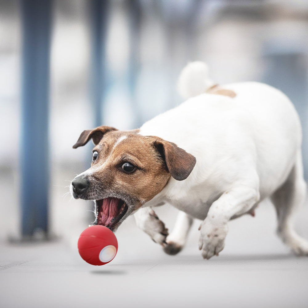 Wicked Ball SE: Smart Interactive Dog Toy for Small Breeds