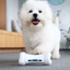 WickedBone | Cheerble - Smart Interactive Bone for Dogs
