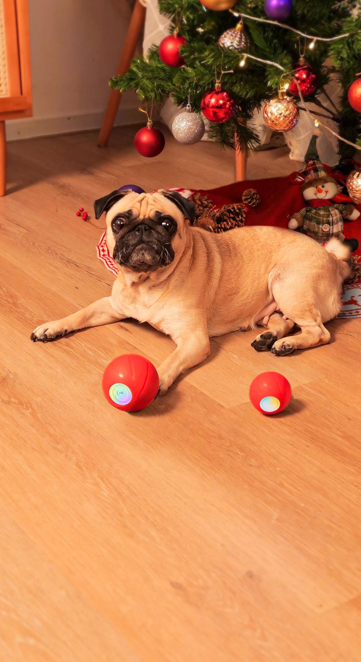 Cheerble - Innovative Pet Products